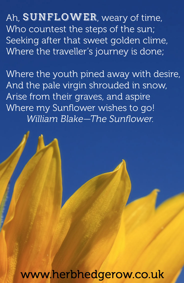 Herb And Hedgerow For People Who Love And Make Botanical Skincare8 Great Herbal Quotes Herb